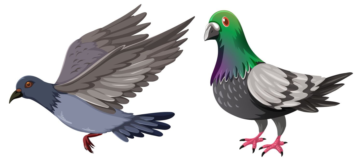 Birds Name in English: Common 10 Birds Names For Kids