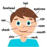 Body Parts Name: 50 Body Parts in English with Pictures
